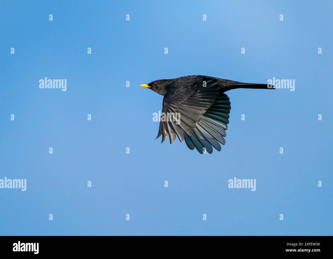 blackbird (Turdus merula), in flight, side view, Netherlands, Limburg ...