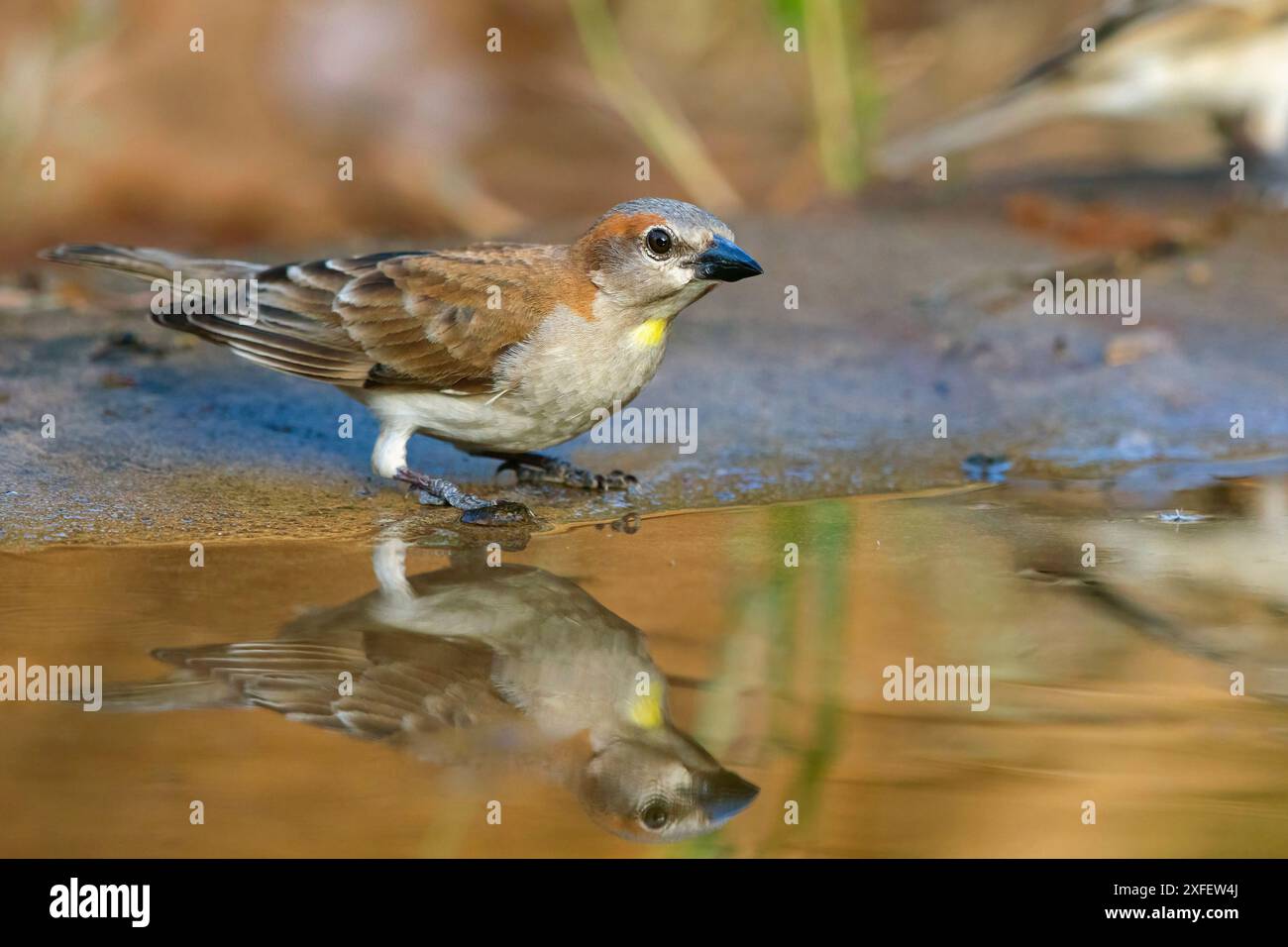 lesser rock sparrow (Petronia dentata), perching on a pondside, side ...