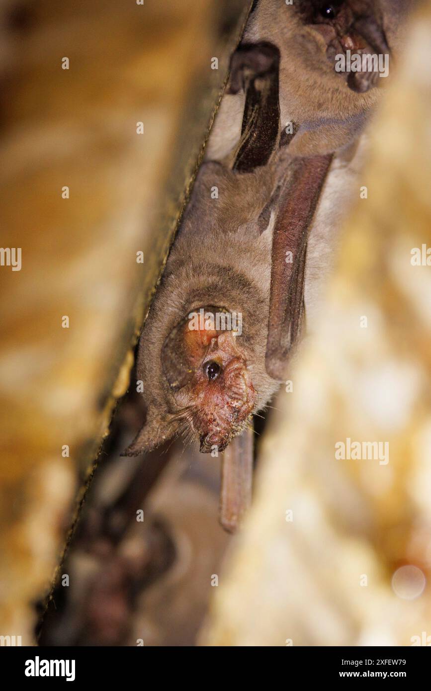 Brazilian free tailed bat hi-res stock photography and images - Alamy