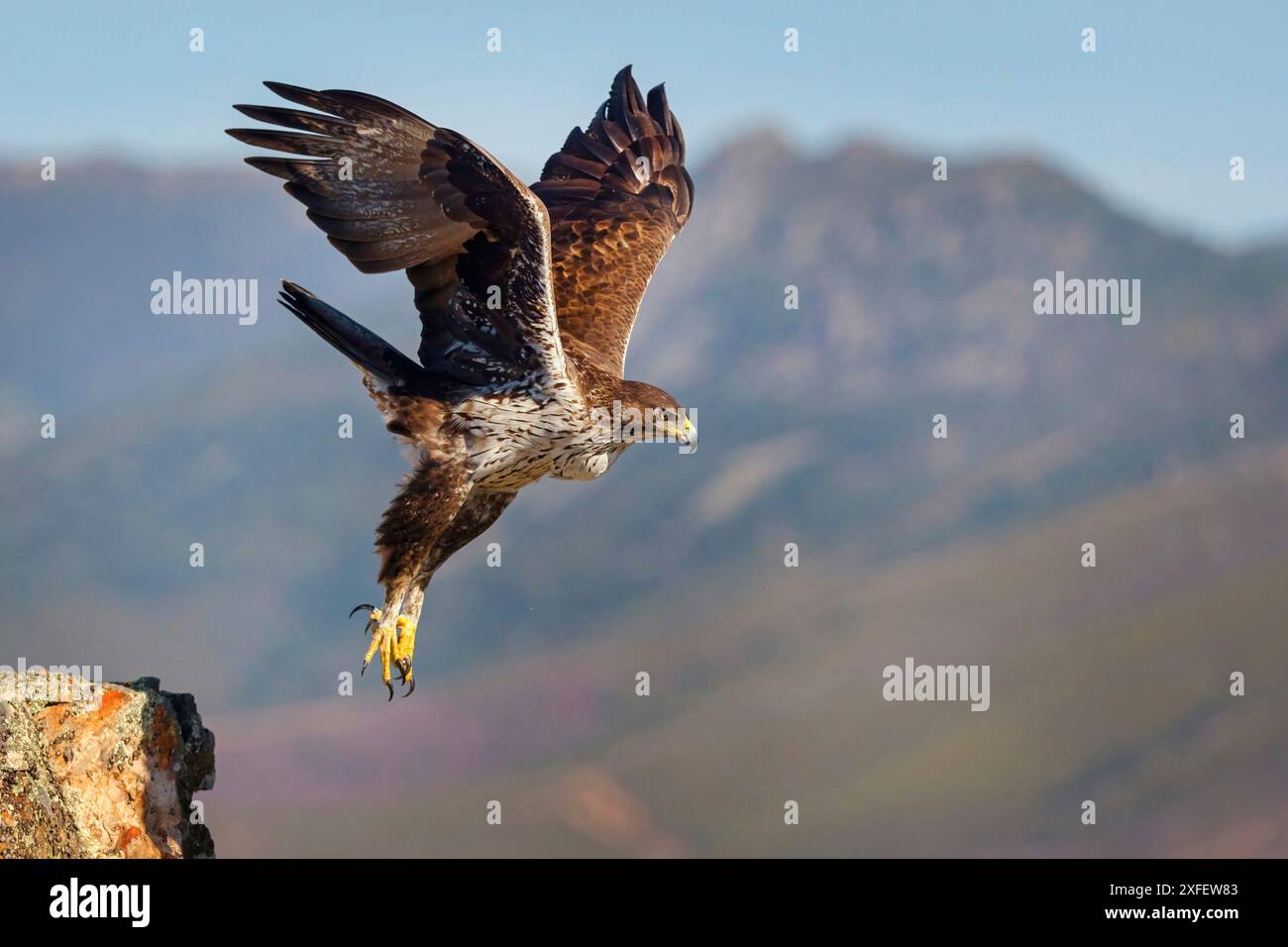 Bonellis eagle, Bonelli's Eagle (Hieraaetus fasciatus, Aquila fasciata ...