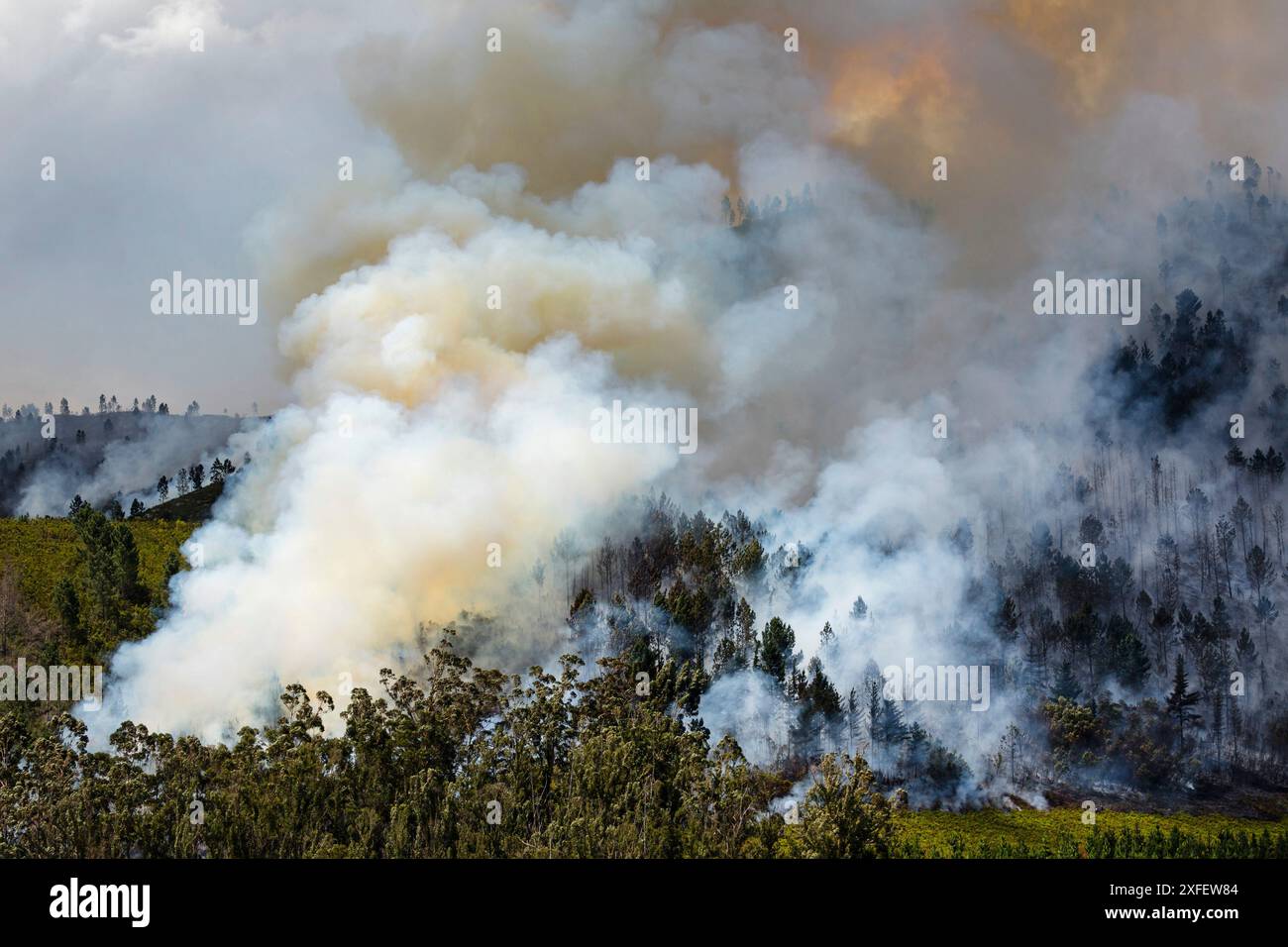 Forest fire with heavy smoke, South Africa, Eastern Cape, Kou-Kamma ...