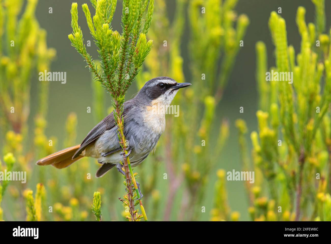 Cape robin chat (Cossypha caffra), sits on a bush, South Africa ...