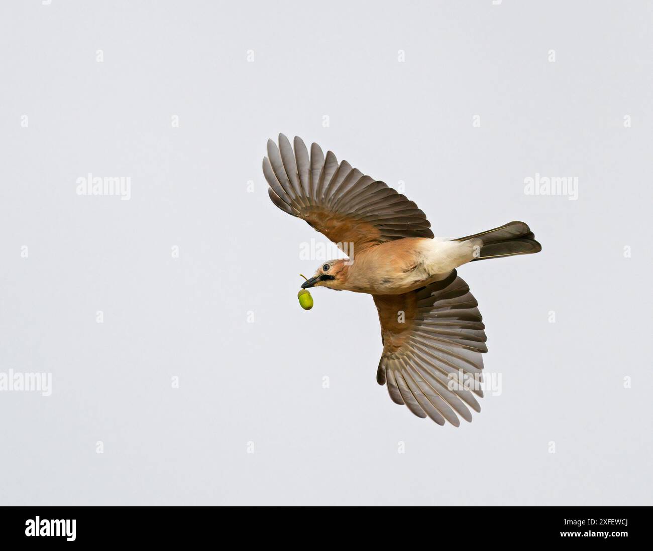 jay (Garrulus glandarius), flying, a acorn in its bill, Netherlands ...