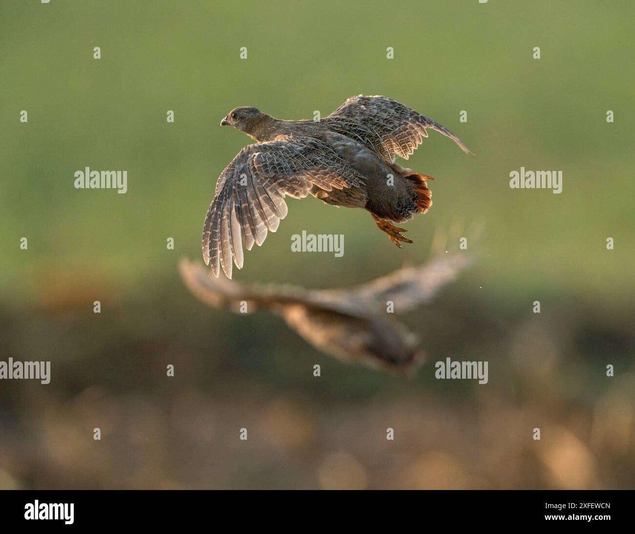 grey partridge (Perdix perdix), immature in flight, Netherlands Stock ...