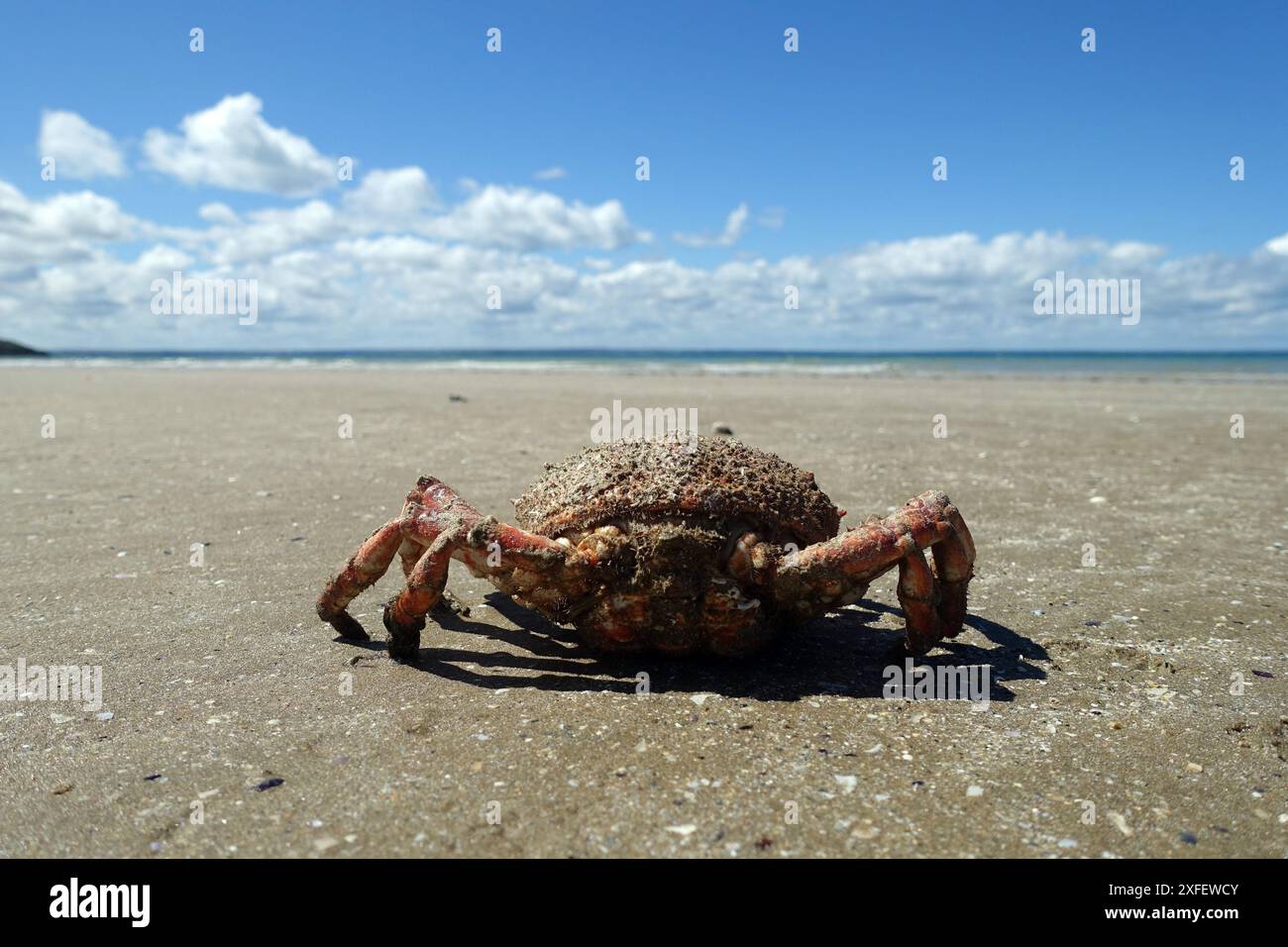 spider crabs (Majidae), dead spider crab on sandy beach, France ...
