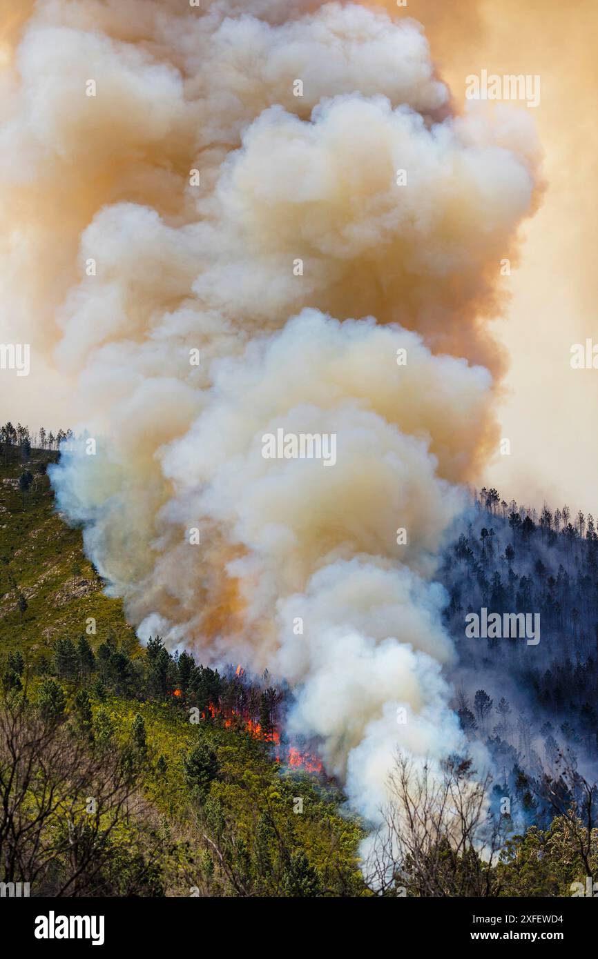 Forest fire with heavy smoke, South Africa, Eastern Cape, Kou-Kamma ...