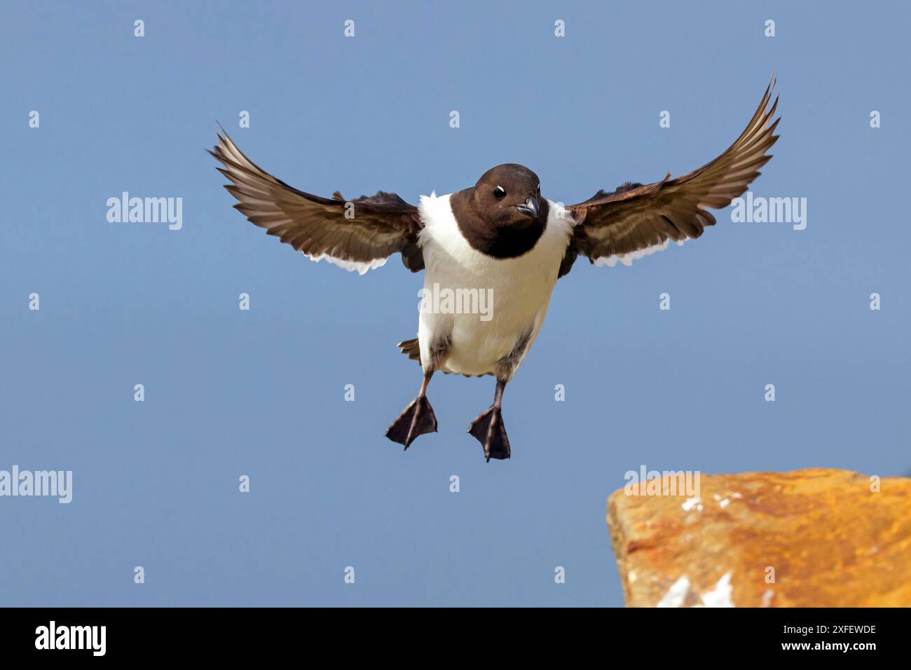 little auk, dovekie (Alle alle, Plautus alle), in flight, front view ...