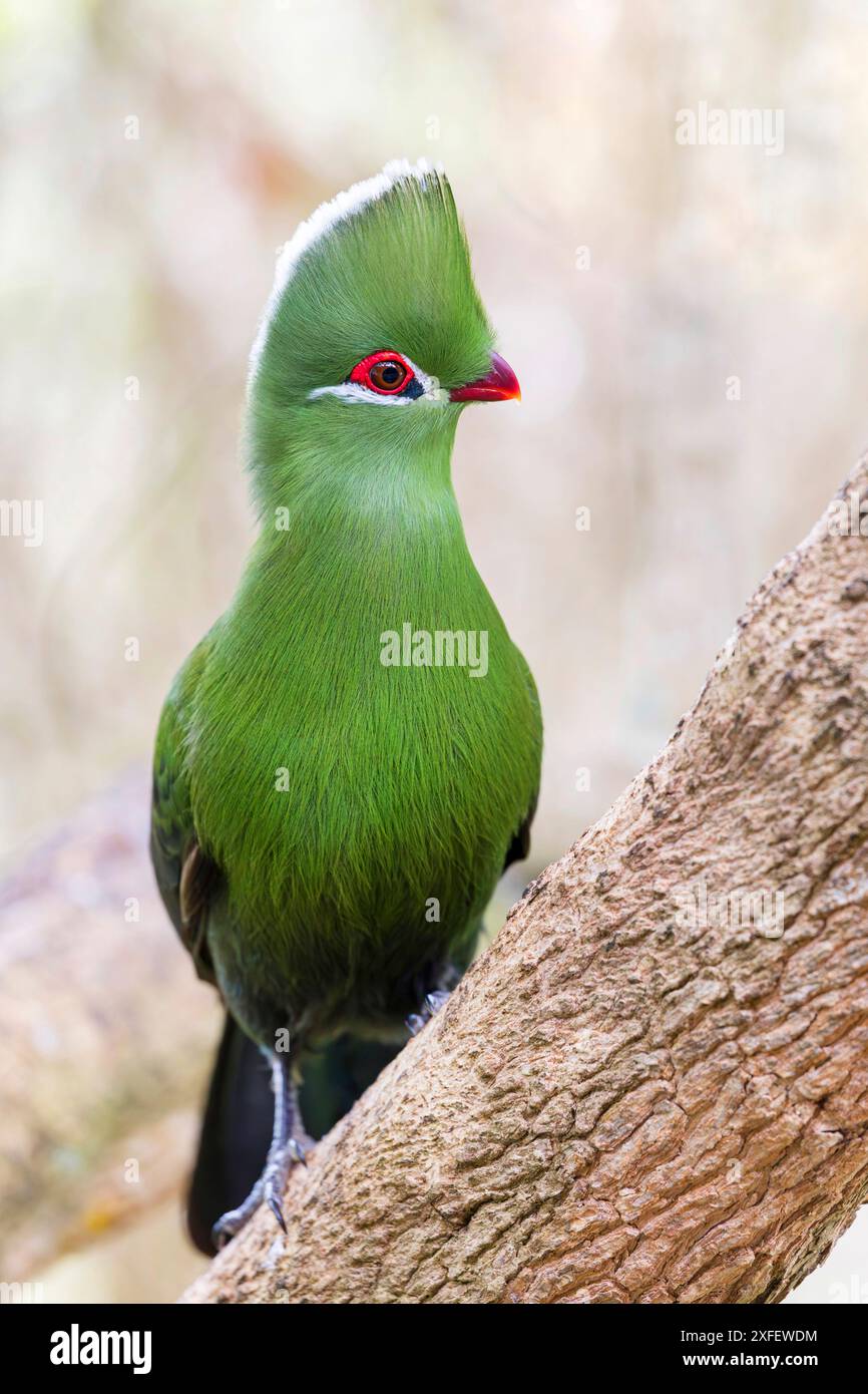 Knysna turaco, Knysna lourie (Tauraco corythaix), sitting on a branch ...