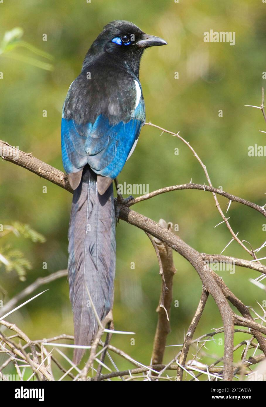 Maghreb Magpie (Pica pica mauritanica, Pica mauritanica ), perching on ...