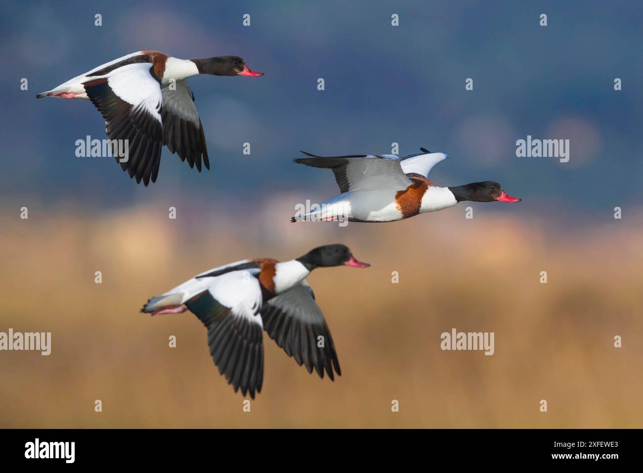 common shelduck (Tadorna tadorna), three females flying together, side ...