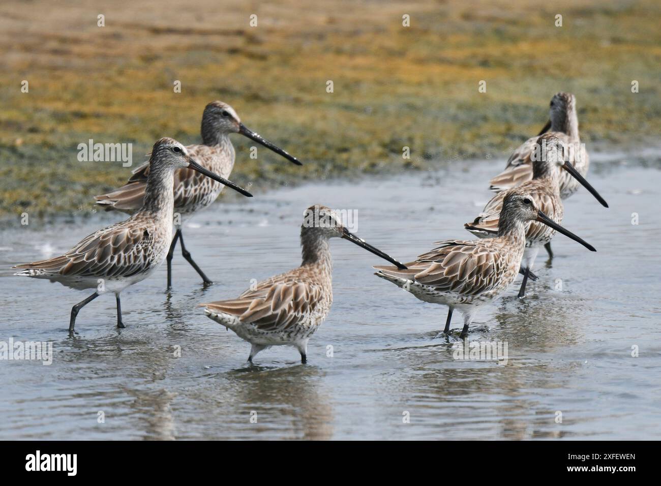 Asiatic dowitchers hi-res stock photography and images - Alamy