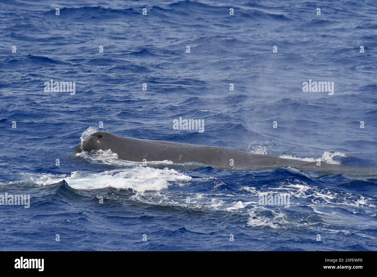 sperm whale, great sperm whale, spermacet whale, cachalot (Physeter ...