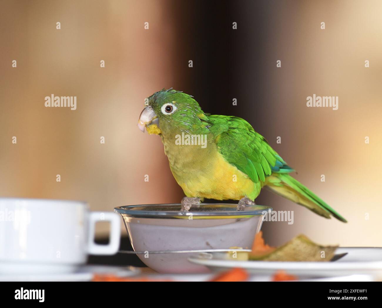 Caatinga parakeets hi-res stock photography and images - Alamy