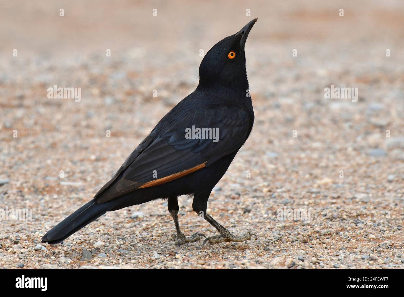 Pale-winged starling (Onychognathus nabouroup), sitting on the ground ...