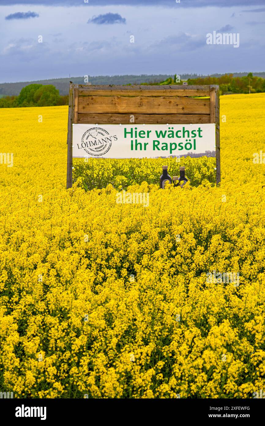 rape, turnip (Brassica napus), Sign with the inscription 'Hier waechst ...