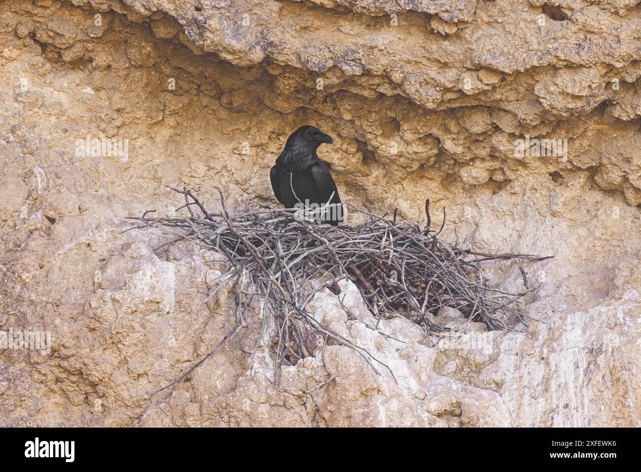 common raven (Corvus corax), perching in the nest in a steep face, USA ...