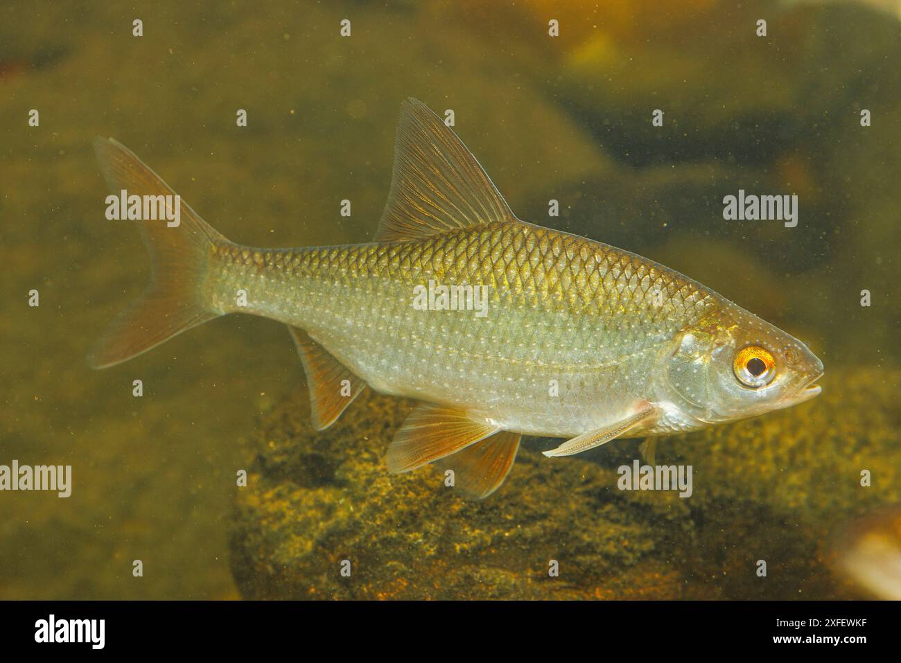 roach, Balkan roach (Rutilus rutilus, Leuciscus rutilus), milkers with ...