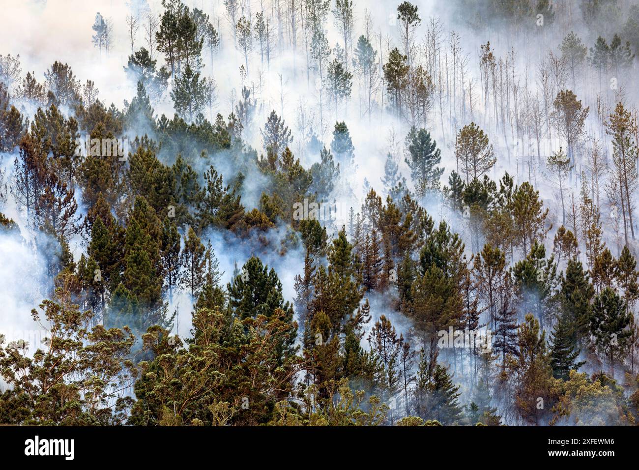 Forest fire with heavy smoke, South Africa, Eastern Cape, Kou-Kamma ...