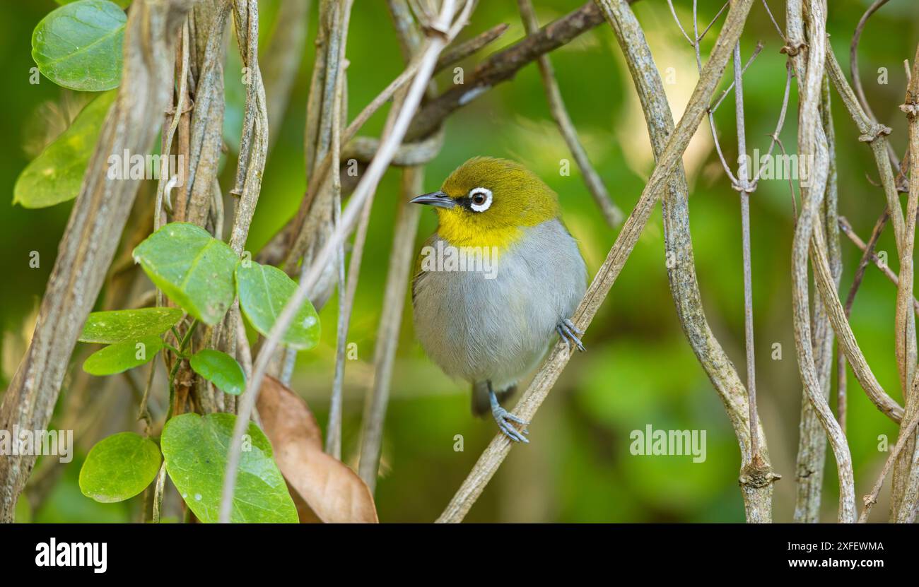 Cape white-eye (Zosterops pallidus), sitting on a branch, South Africa ...
