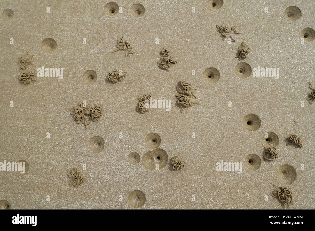 Lugworm piles hi-res stock photography and images - Alamy