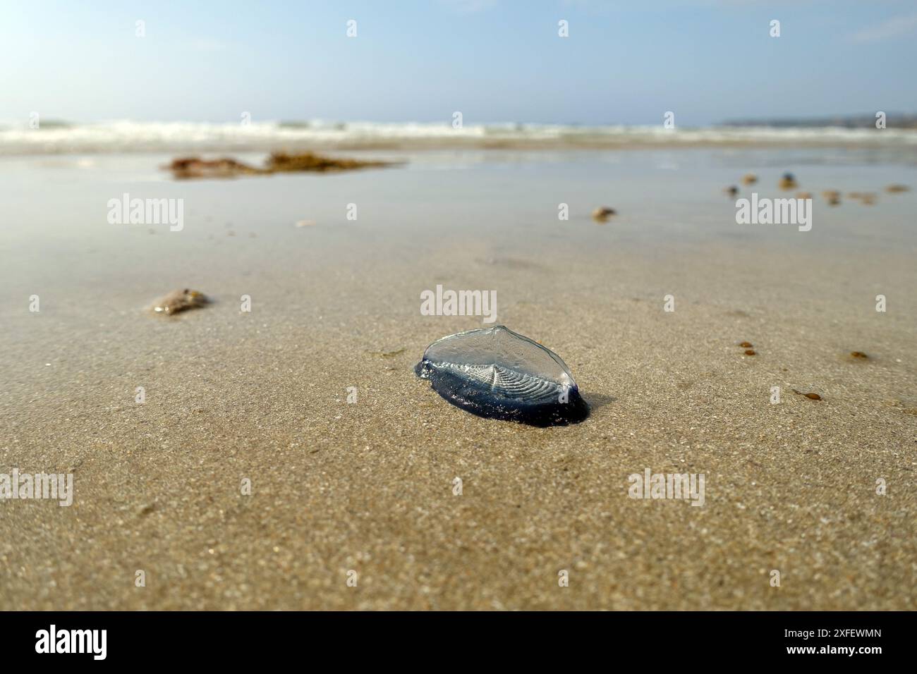by-the-wind sailor, little sail, Velella, sea raft, by-the-wind sailor ...