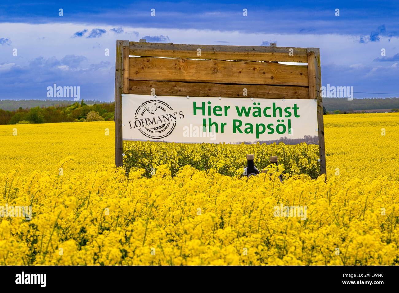 rape, turnip (Brassica napus), Sign with the inscription 'Hier waechst ...