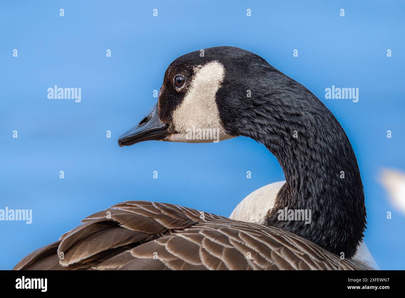 Canada goose (Branta canadensis), Portrait, side view, Germany, Hesse ...