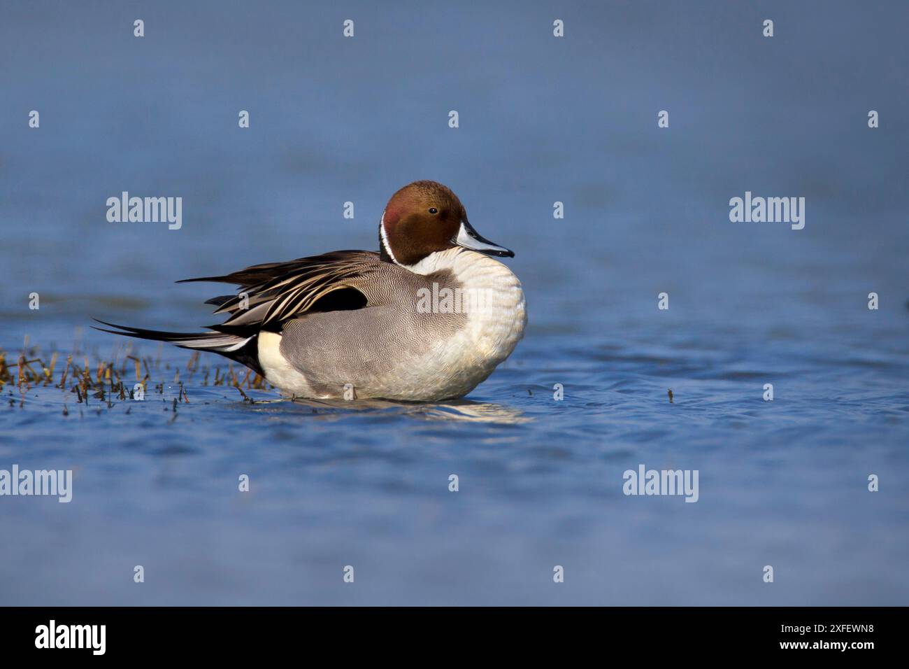 northern pintail, pintail (Anas acuta), drake standing in shallow water ...