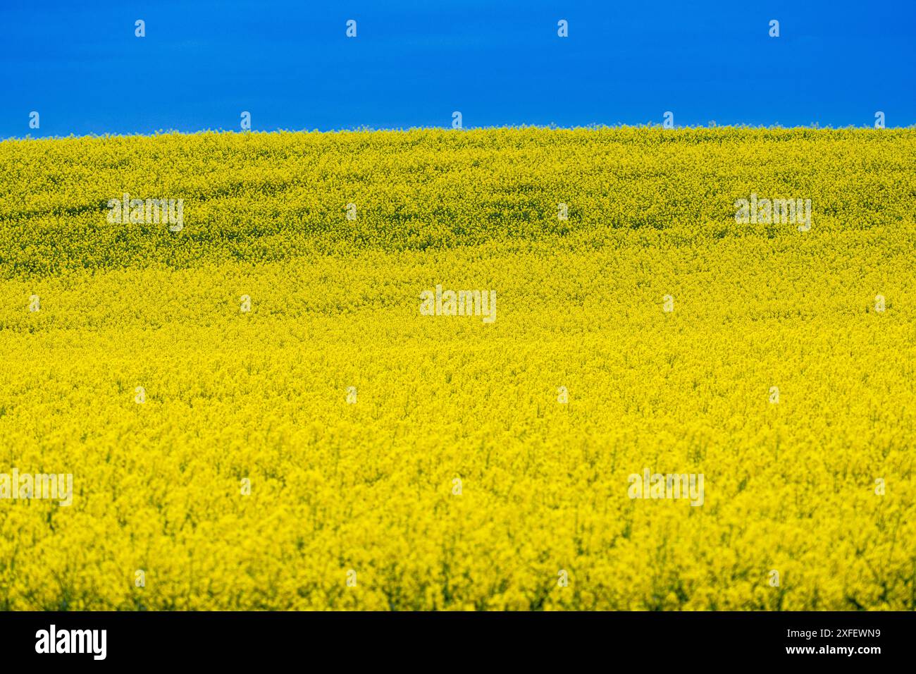 rape, turnip (Brassica napus), blossoming rape field up to the horizon ...