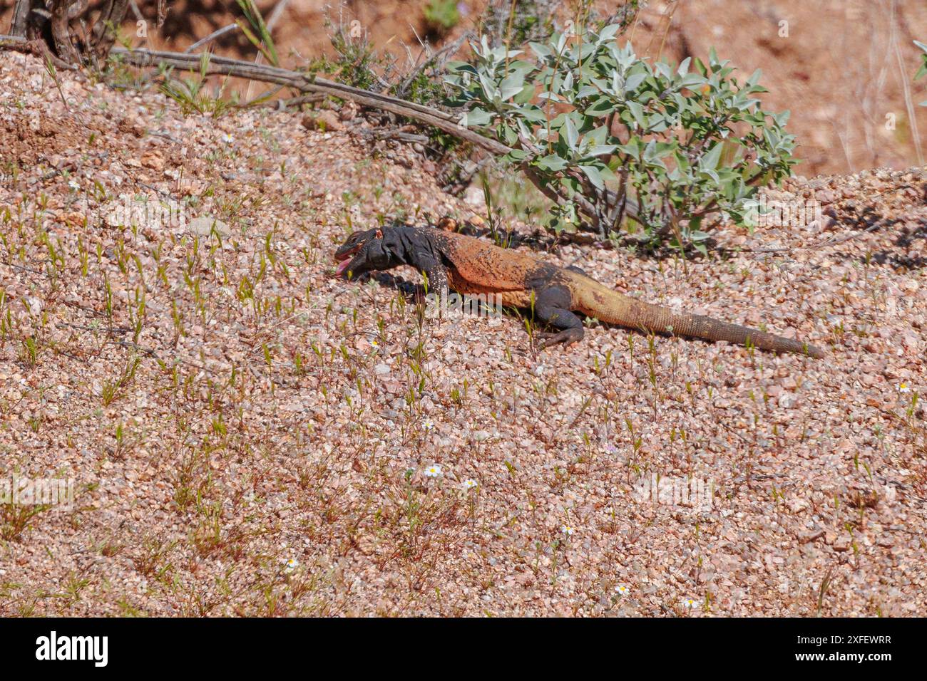 common chuckwalla, northern chuckwalla (Sauromalus ater), male feeding ...
