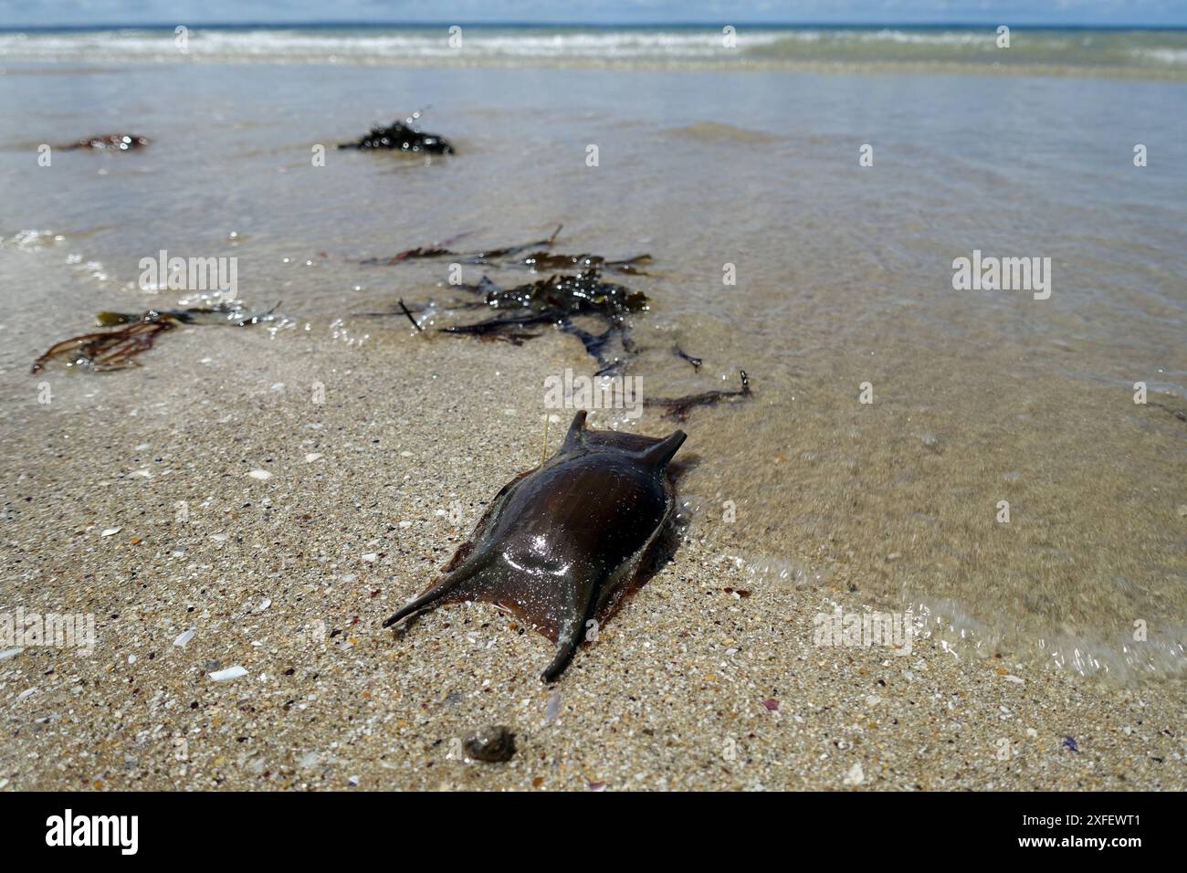 thornback skate, thornback ray, roker (Raja clavata), washed-up ray egg ...