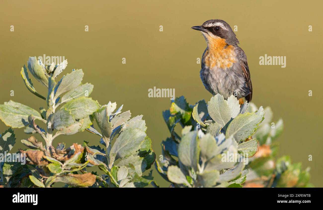Cape robin chat (Cossypha caffra), sits on a bush, South Africa ...