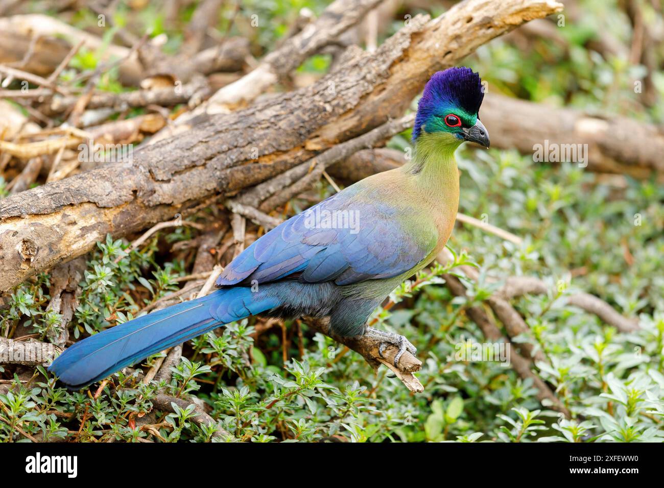 Purple-crested turaco, Violet-crested turaco, Purple-crested Lourie ...