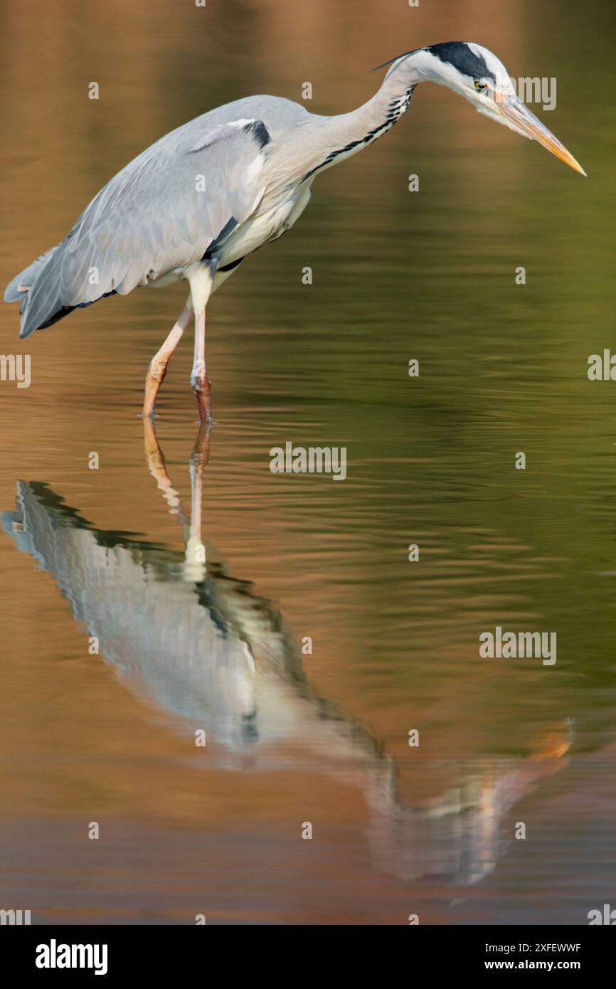 grey heron (Ardea cinerea), fishing in shallow water, side view, Italy ...