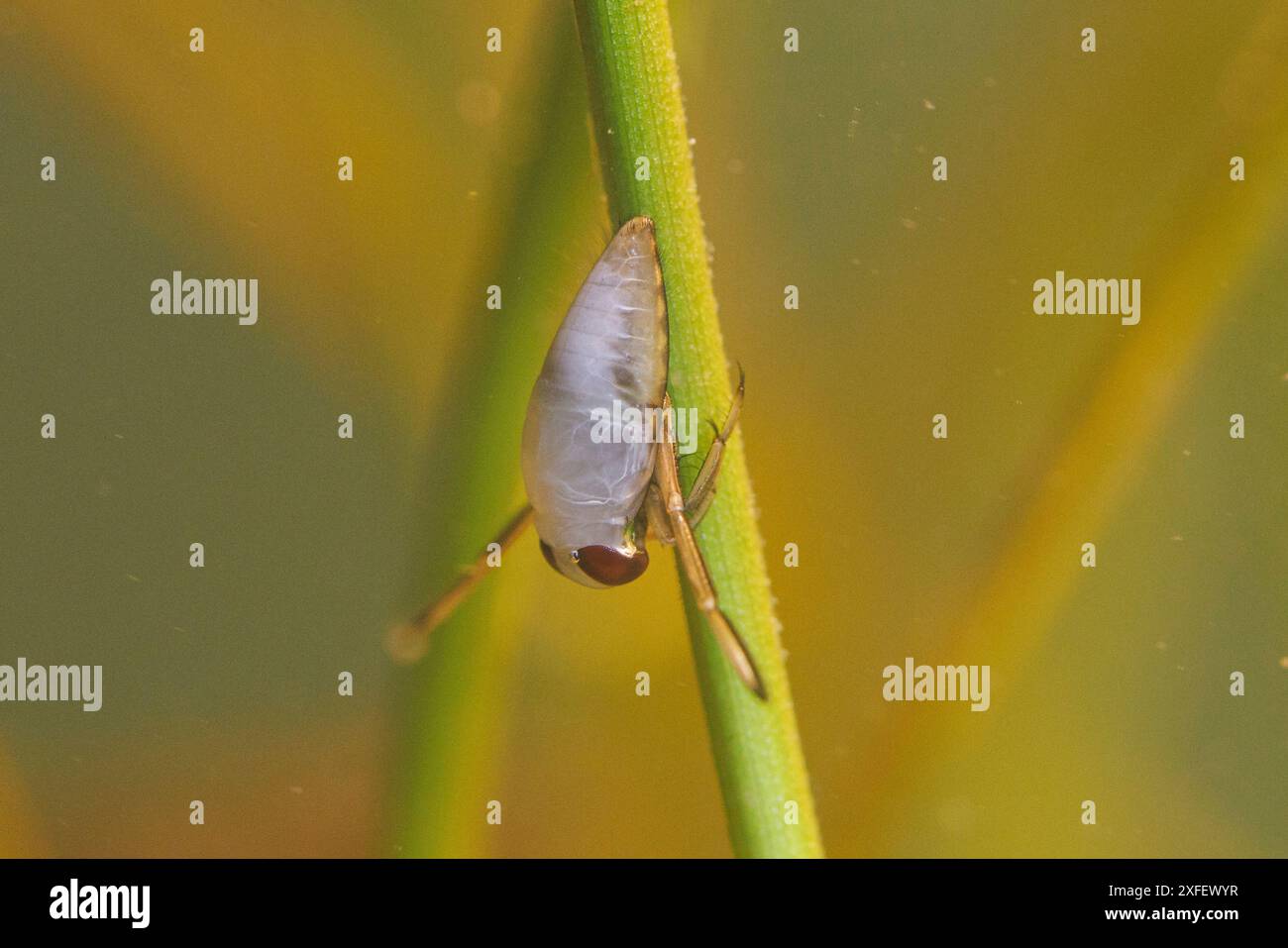 Backswimmers water boatmen notonectidae hi-res stock photography and ...