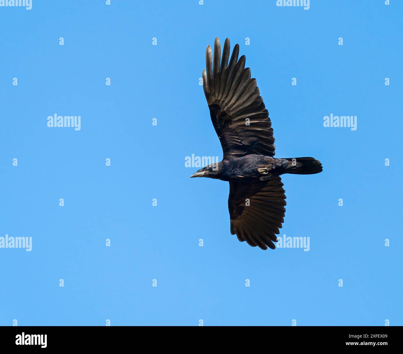 rook (Corvus frugilegus), juvenile in flight, Netherlands, Limburg ...