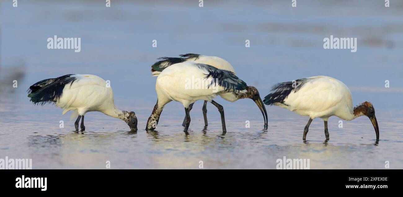 sacred ibis, African sacred ibis (Threskiornis aethiopicus), four ...