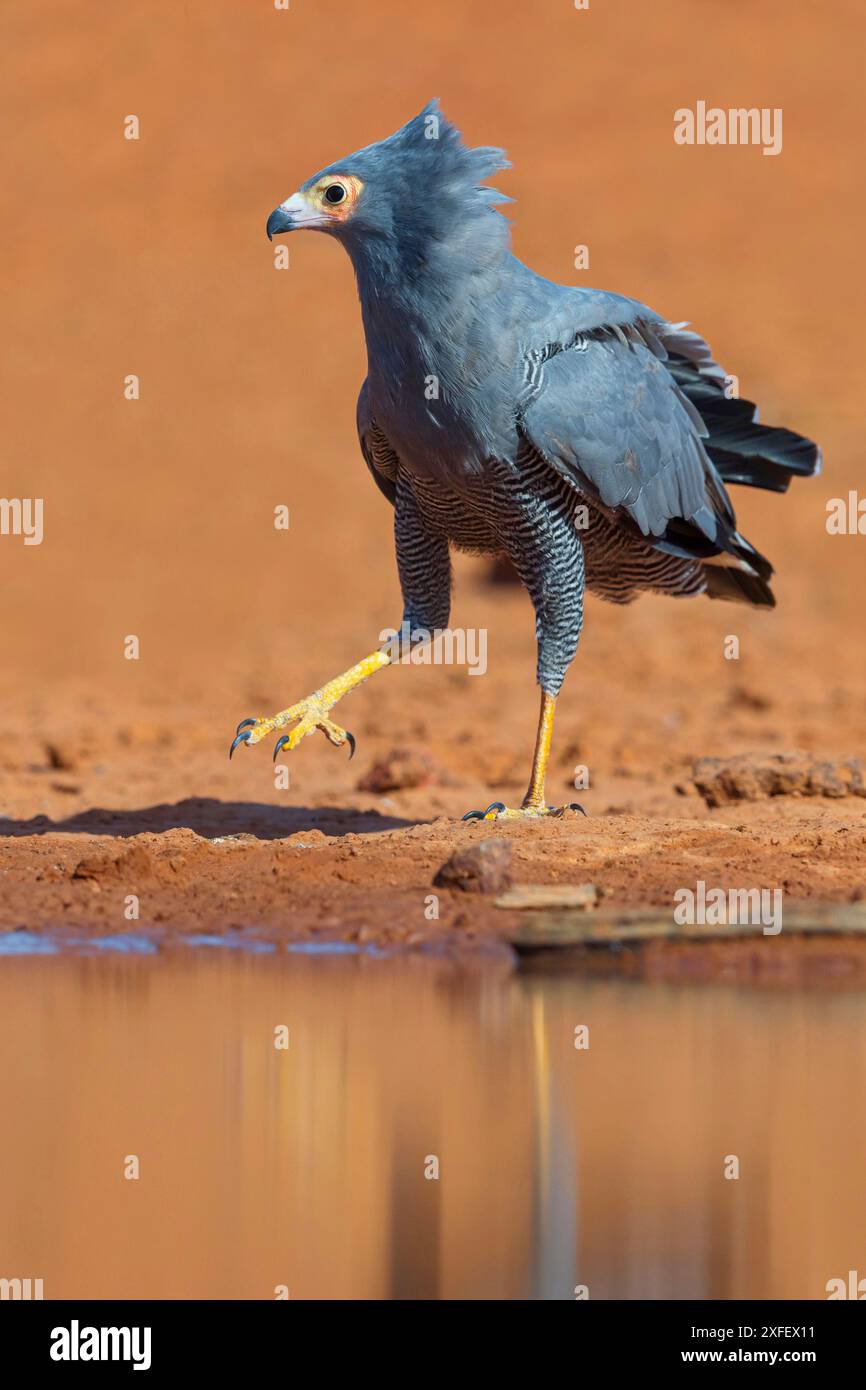 African harrier hawk (Polyboroides typus), by the waterside, Gambia ...