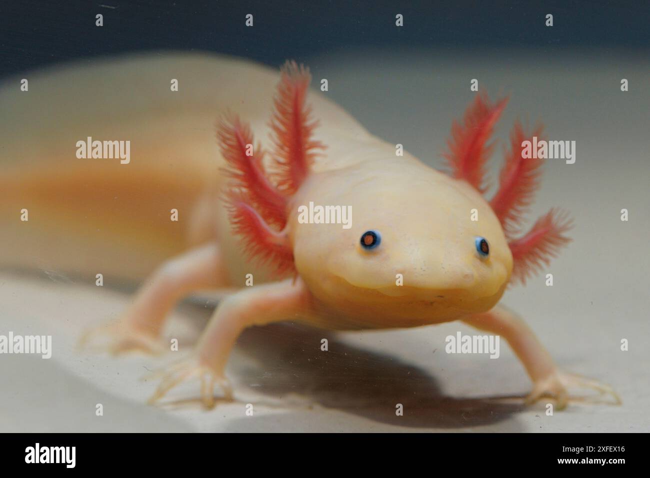 axolotl (Ambystoma mexicanum), albinotic dauer larva looking curiously ...