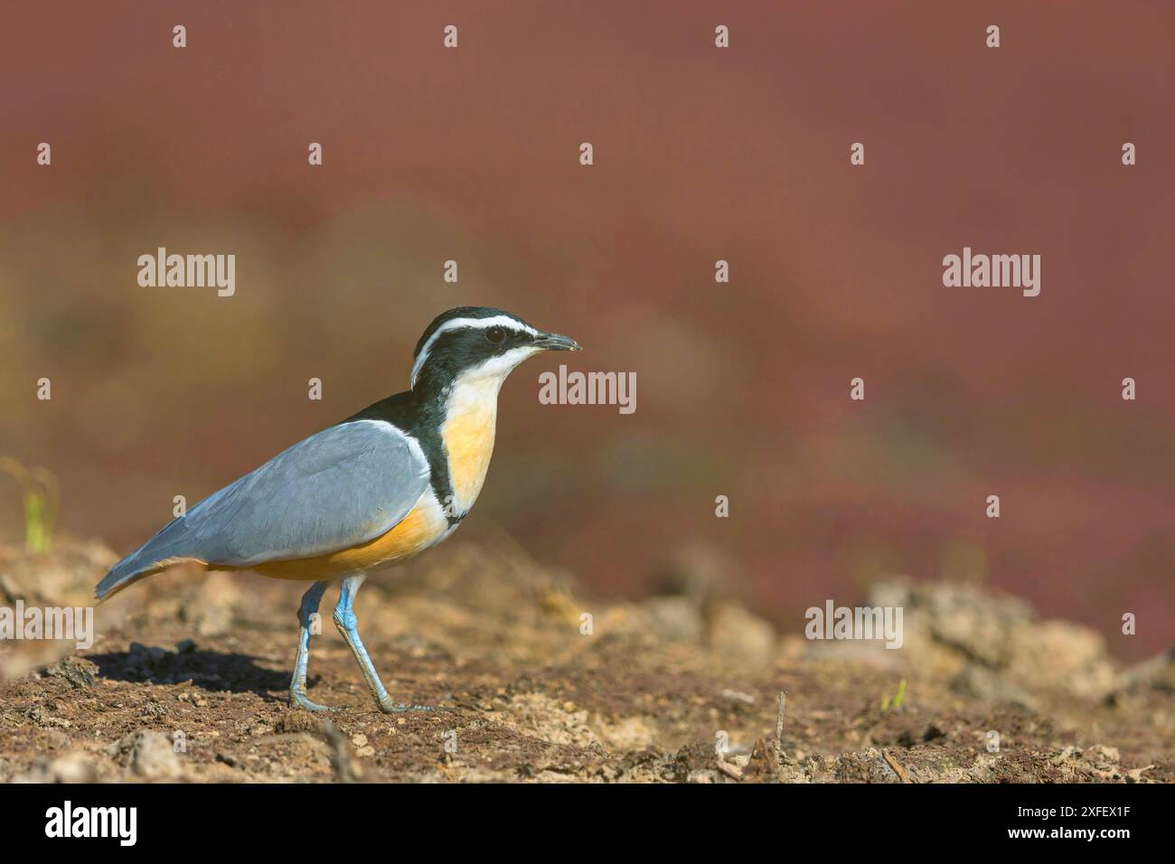 Egyptian plover, crocodile bird (Pluvianus aegyptius), foraging on the ...
