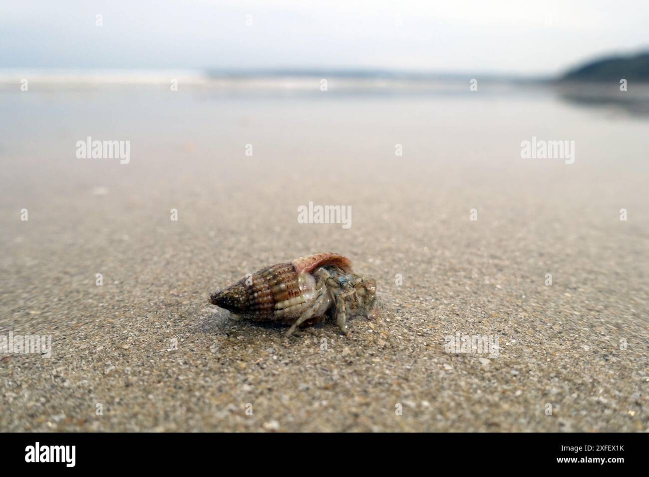large hermit crab, common hermit crab, soldier crab, soldier hermit ...