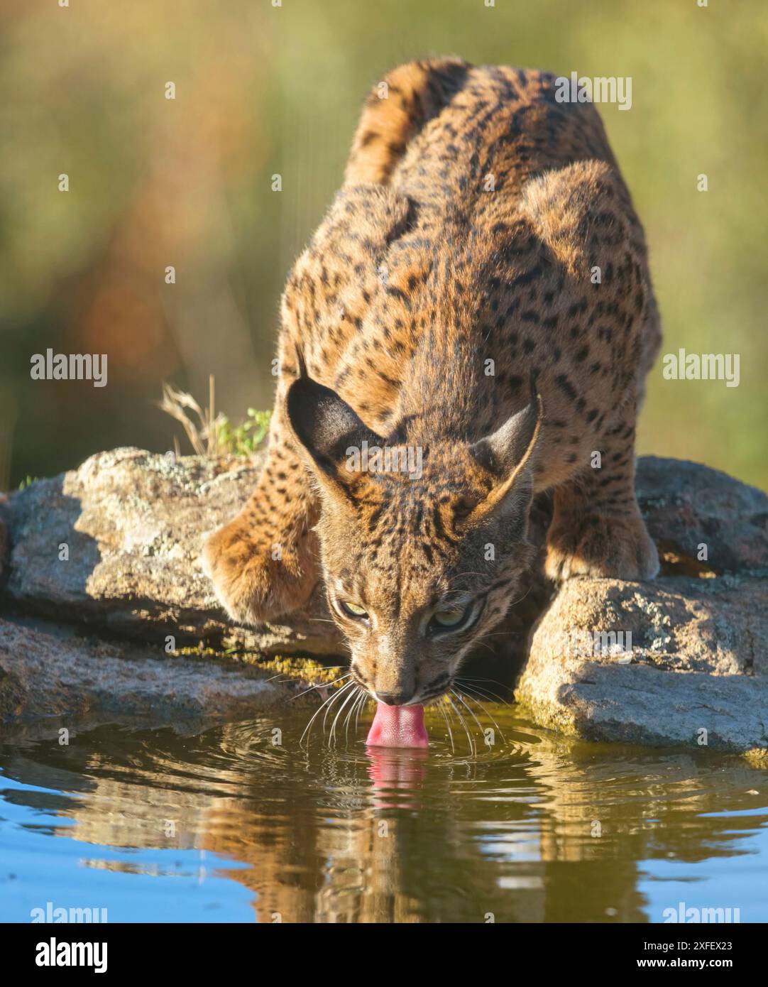 M waterholes hi-res stock photography and images - Alamy