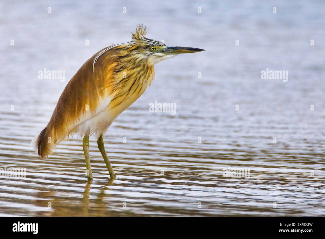 Squacco heron (Ardeola ralloides), standing in shallow water, side view ...