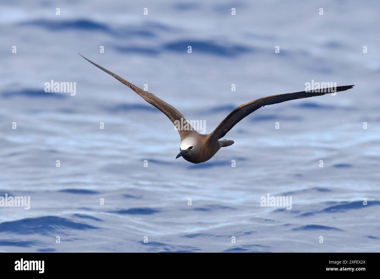 Common noddy, Brown Noddy (Anous stolidus), in flight over the sea ...