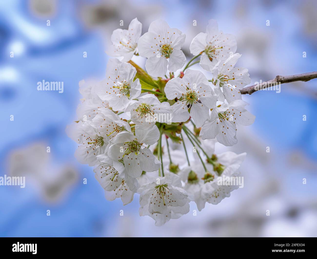 dwarf cherry, morello cherry, sour cherry (Prunus cerasus ...