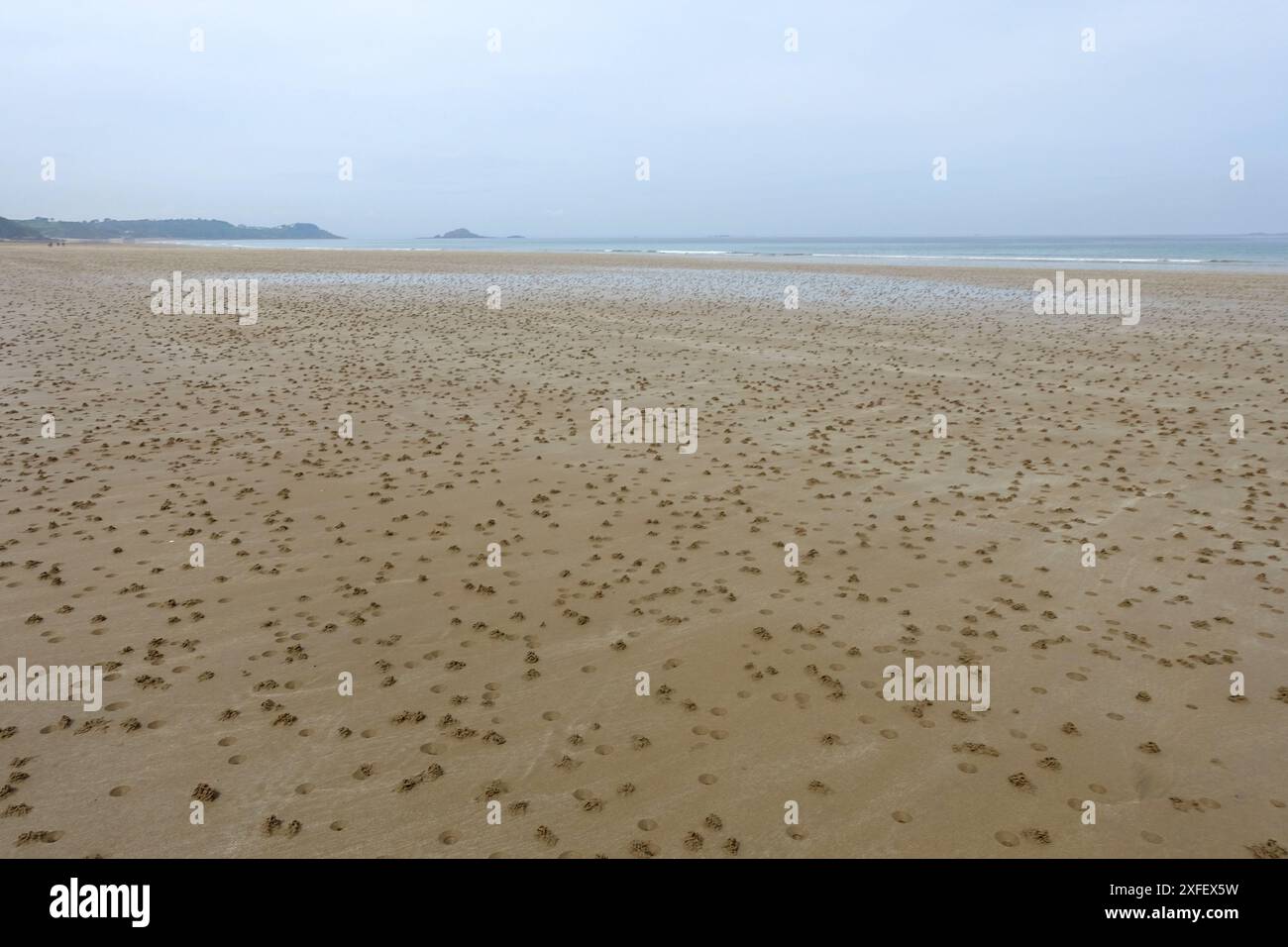 European lug worm, blow lug, lugworm, sandworm (Arenicola marina ...