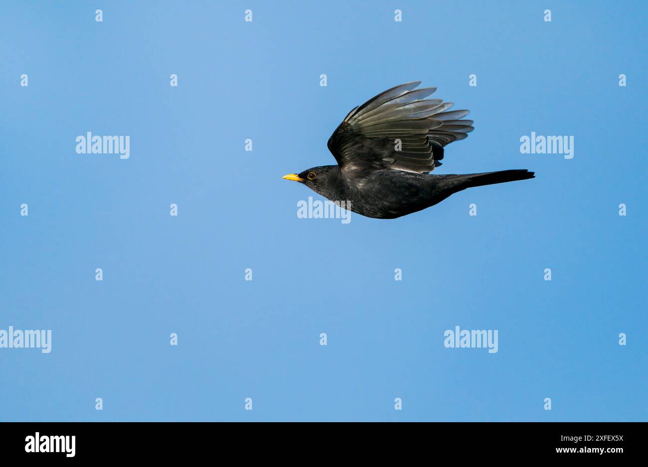 blackbird (Turdus merula), in flight, side view, Netherlands, Limburg ...