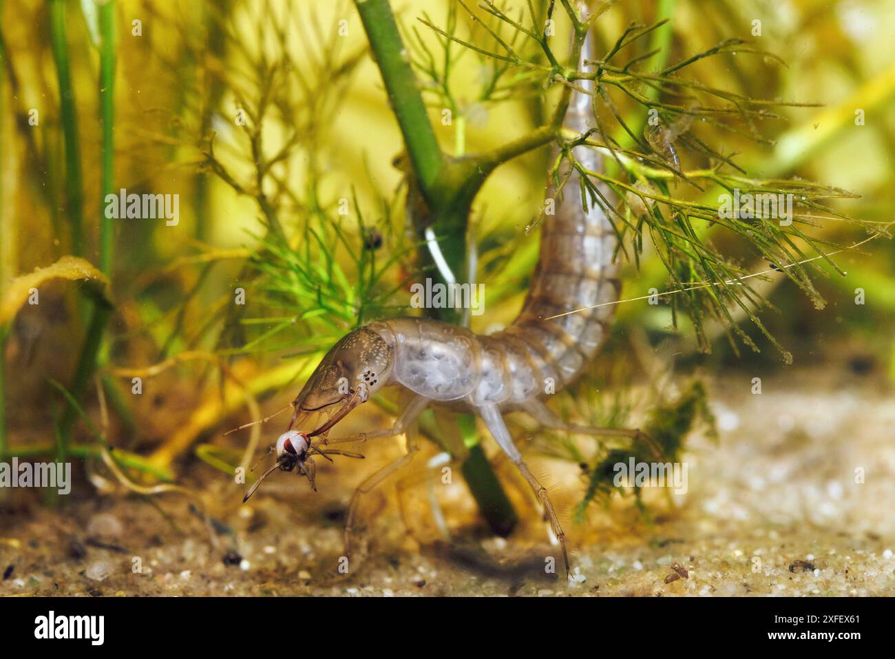 Great diving beetle (Dytiscus marginalis), large larva preying ...