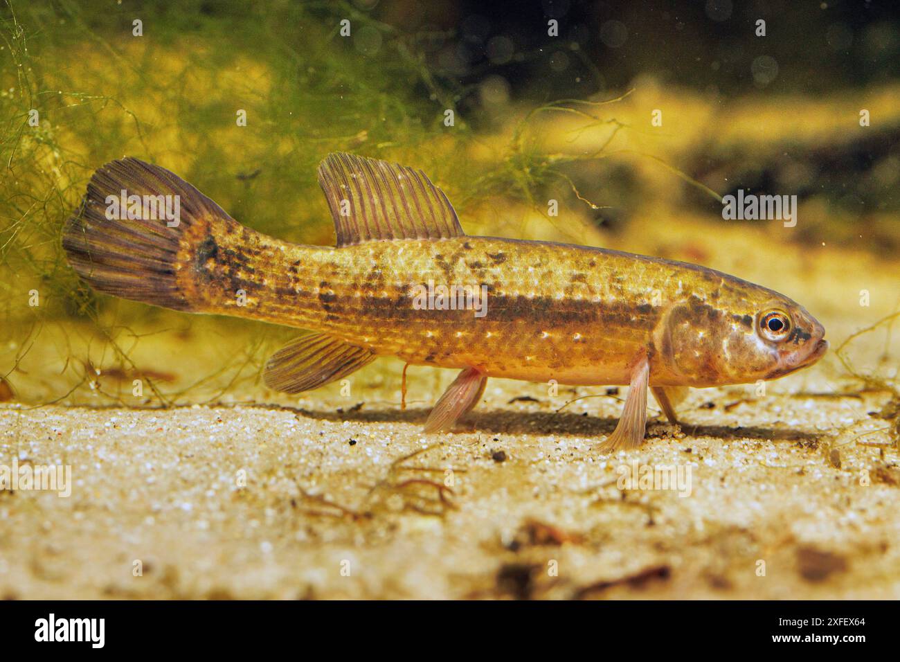 European mudminnow (Umbra krameri), swimming close to sandy ground ...