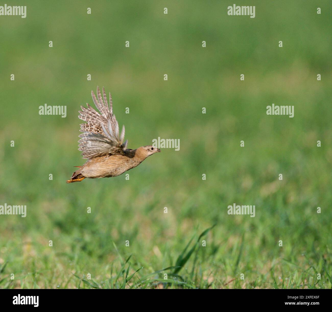 grey partridge (Perdix perdix), immature in flight, Netherlands Stock ...